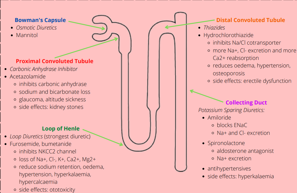 Y2: Blood Pressure Pharm Interactive Notes | Pharm Summaries • Meducate