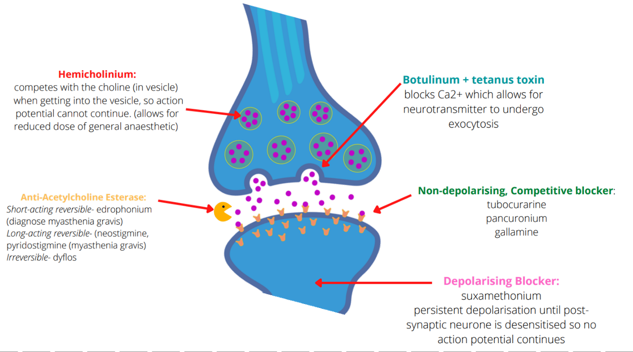 Neuropharm interactive summary notes • Meducate