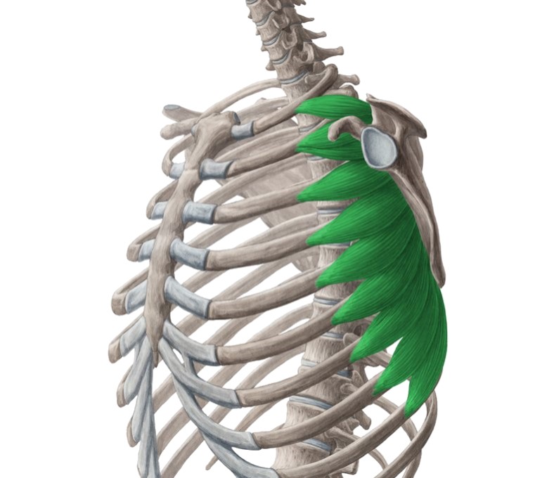 All Upper Limb Pathologies on one page! | MMB • Meducate