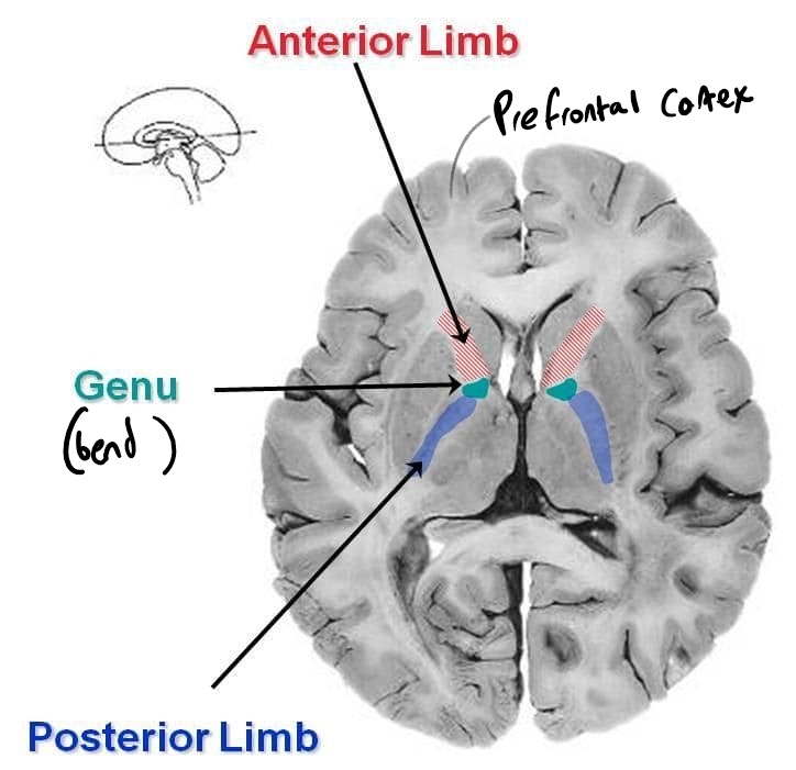 Neuroanatomy Summary • Meducate