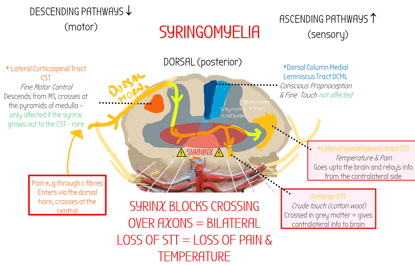 Neuroanatomy Summary • Meducate