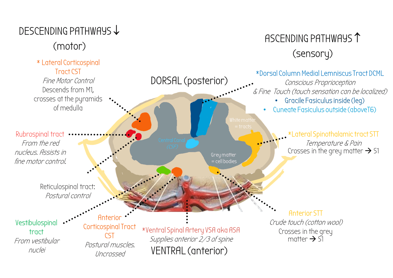 Neuroanatomy Summary • Meducate