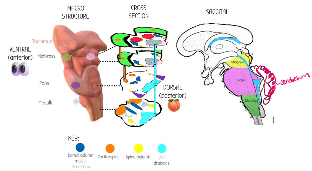 Neuroanatomy Summary • Meducate