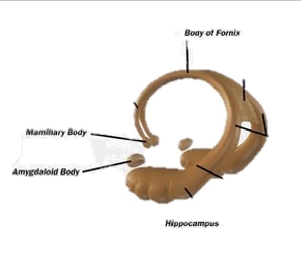 Neuroanatomy Summary • Meducate