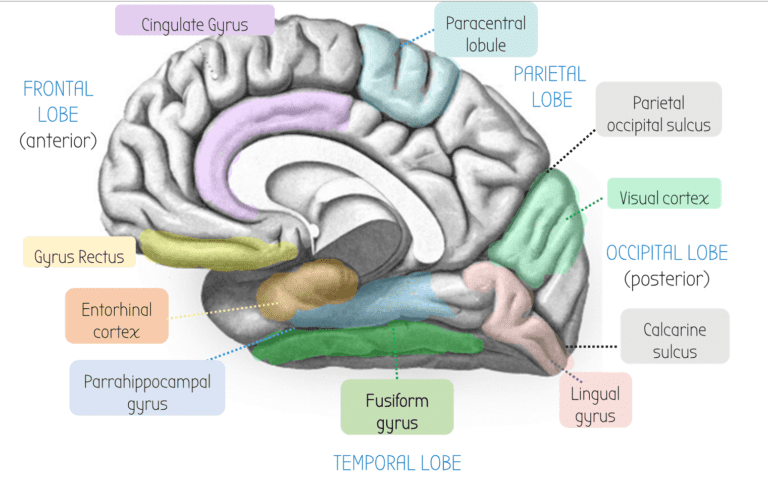 Neuroanatomy Summary • Meducate