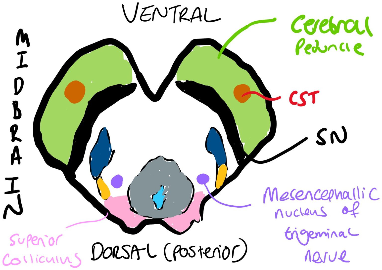 Neuroanatomy Summary • Meducate