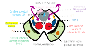 Neuroanatomy Summary • Meducate
