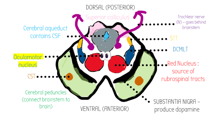 Neuroanatomy Summary • Meducate
