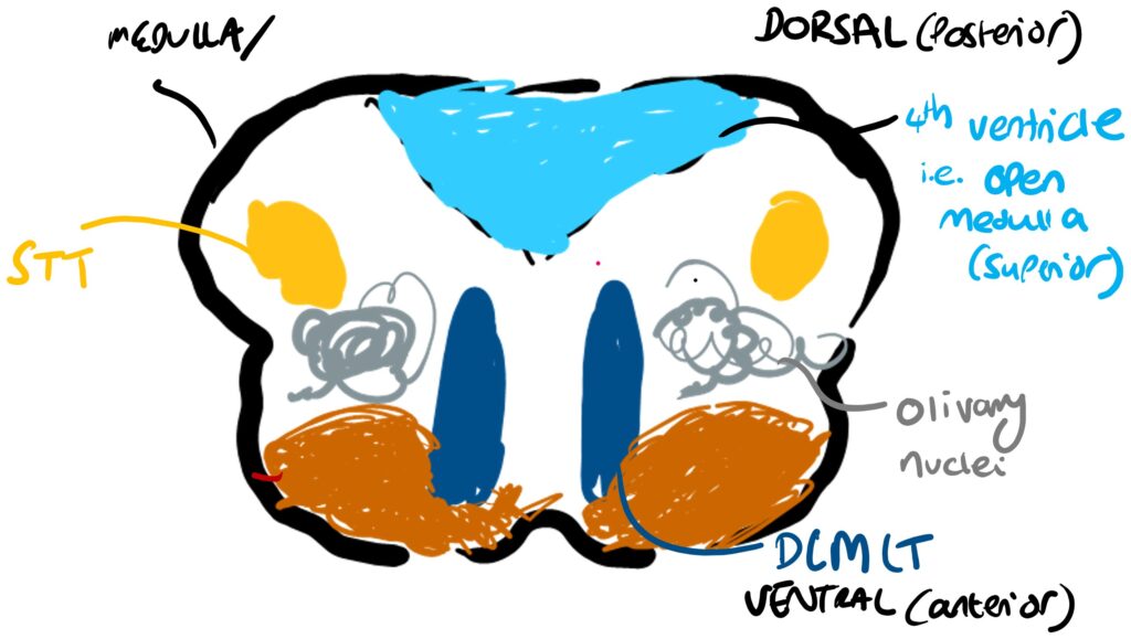 Neuroanatomy Summary • Meducate