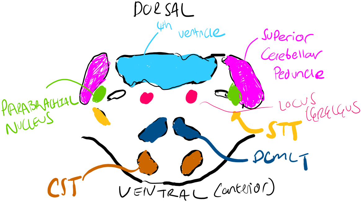 Neuroanatomy Summary • Meducate