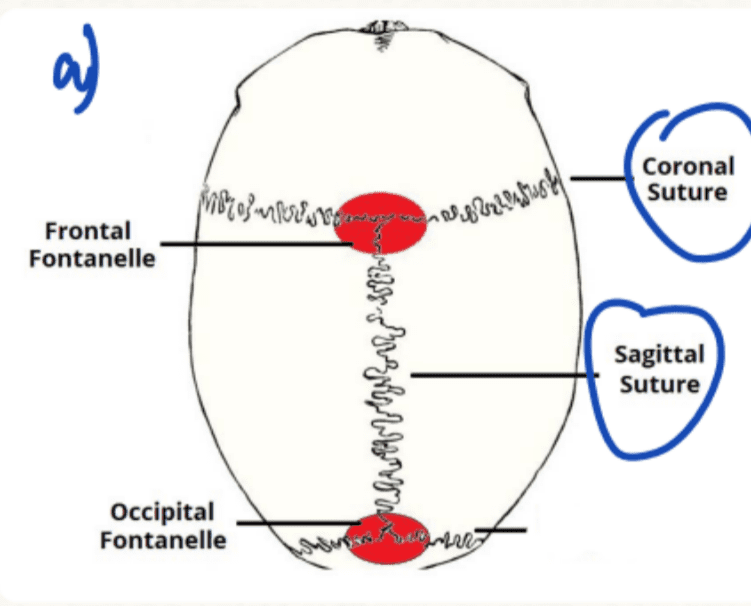 Y2 OCaPE: NSB 5 Head & Neck Anatomy • Meducate