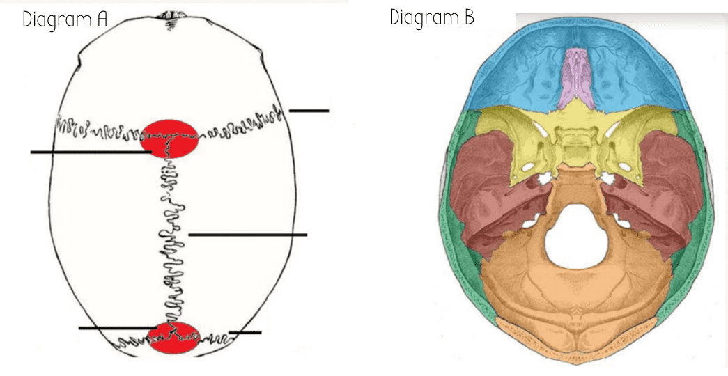 Y2 OCaPE: NSB 5 Head & Neck Anatomy • Meducate